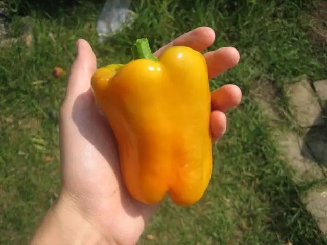 Pepper California miraria: barietatearen ezaugarriak eta deskribapena 4836_6