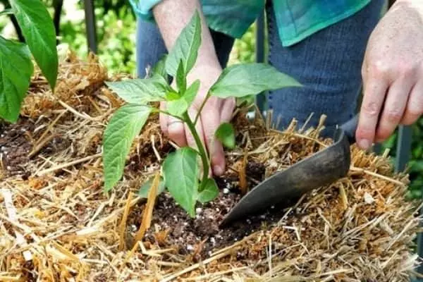 Hoe peper te voeren na het planten? 4844_5