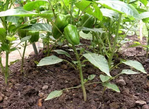 辣椒种植后如何喂食 4844_6