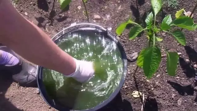 辣椒种植后如何喂食 4844_8