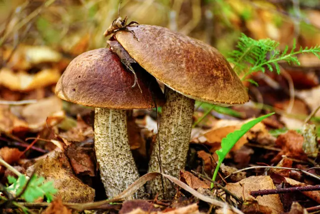 Boletus og boletus: myndir, hvernig þær líta út, hvernig þær eru mismunandi 4855_1