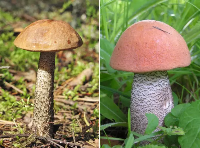 Boletus a boletus: fotografie, ako vyzerajú, ako sa líšia 4855_4