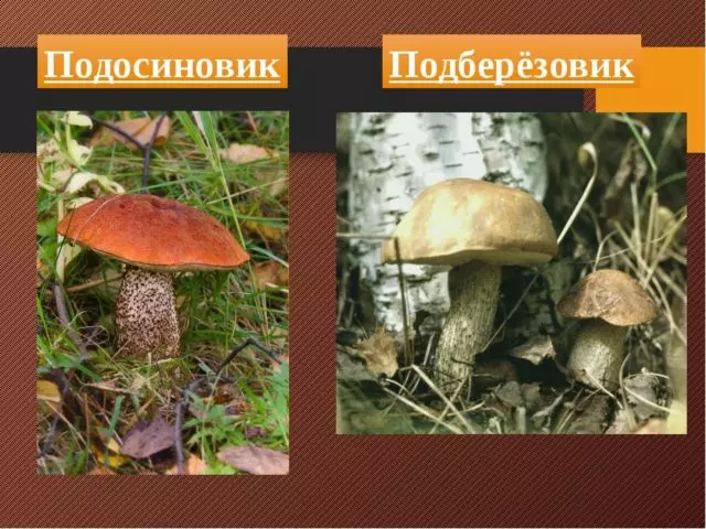 Boletus a boletus: fotografie, ako vyzerajú, ako sa líšia 4855_5