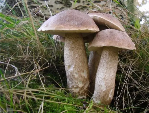 Boletus e bohale (boletus e bohale): foto le tlhaloso ea li-mushroom 4856_2