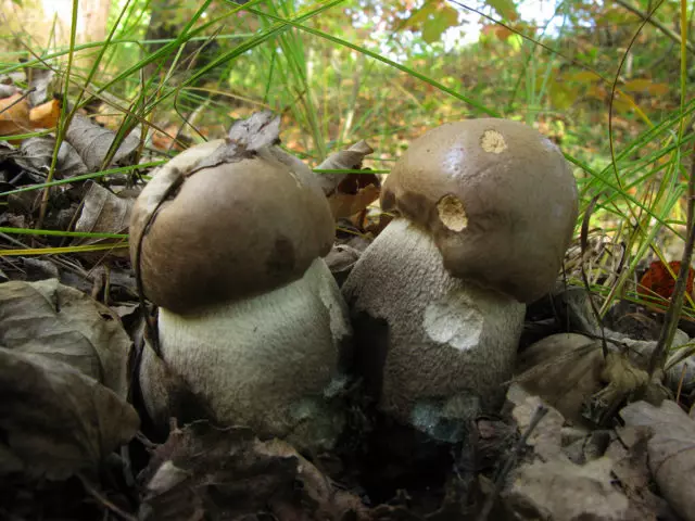 Boletus e bohale (boletus e bohale): foto le tlhaloso ea li-mushroom 4856_3