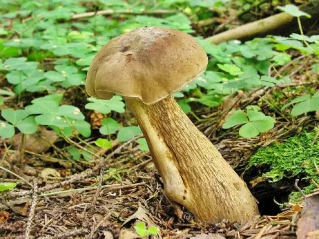 Boletus garbh (boletus garbh): grianghraf agus tuairisc ar an muisiriún 4856_4