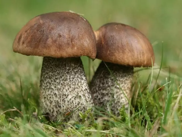 Boletus garbh (boletus garbh): grianghraf agus tuairisc ar an muisiriún 4856_5