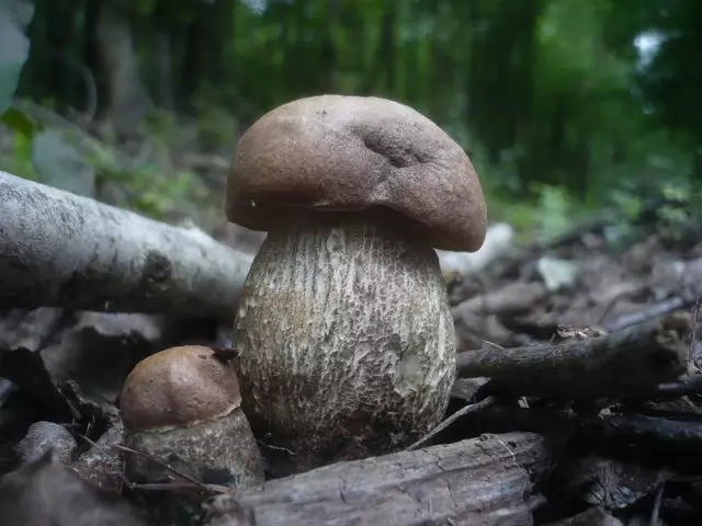 Boletus e bohale (boletus e bohale): foto le tlhaloso ea li-mushroom 4856_6