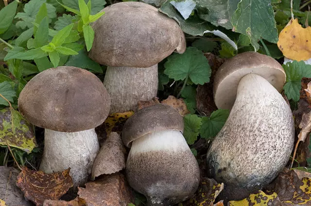 Boletus e bohale (boletus e bohale): foto le tlhaloso ea li-mushroom 4856_7