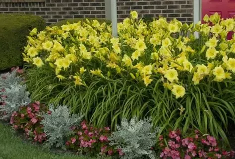 Cómo plantar un azucena en primavera: elegir una plántula, preparar el suelo, cuidar los brotes 4865_10