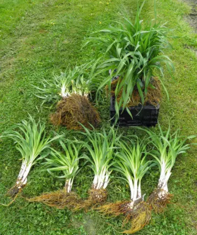 Hur man planterar en dagros på våren: väljer en planta, förbereder jorden, sköter groddar 4865_3