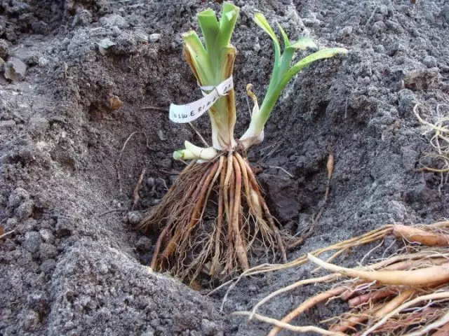 Cómo plantar un azucena en primavera: elegir una plántula, preparar el suelo, cuidar los brotes 4865_4