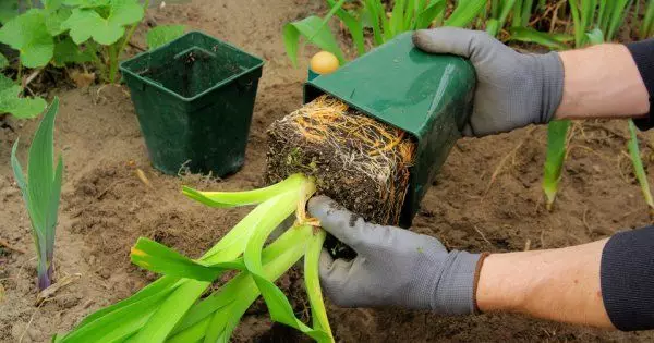 Cómo plantar un azucena en primavera: elegir una plántula, preparar el suelo, cuidar los brotes 4865_5