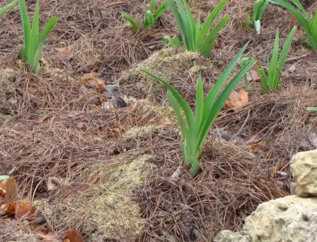 Cómo plantar un azucena en primavera: elegir una plántula, preparar el suelo, cuidar los brotes 4865_6