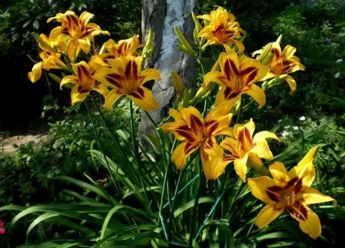 Daylily Bonanza: ibisobanuro, gutera no kwitaho, gukomera kwimbeho, amafoto nibisubirwamo 4868_1