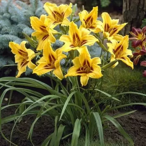 Daylily Bonanza: ibisobanuro, gutera no kwitaho, gukomera kwimbeho, amafoto nibisubirwamo 4868_3