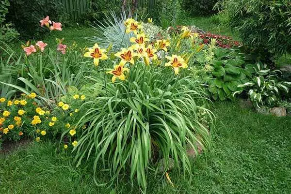 Daylily Bonanza: beskriuwing, plantsje en fersoargje, winterhurdens, foto's en resinsjes 4868_4