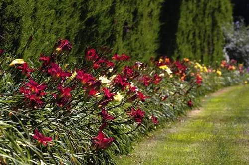 Daylily Bonanza: beskriuwing, plantsje en fersoargje, winterhurdens, foto's en resinsjes 4868_5