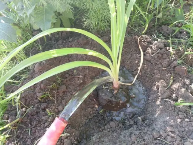 Daylily Bonanza: ibisobanuro, gutera no kwitaho, gukomera kwimbeho, amafoto nibisubirwamo 4868_6