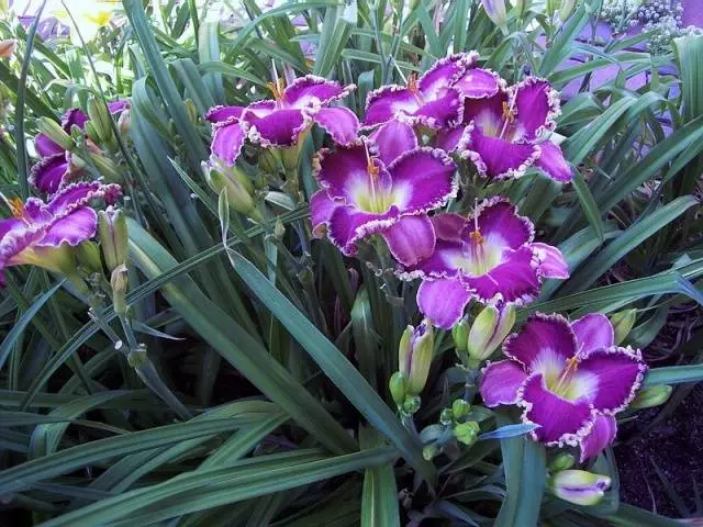 Daylilies: beeridda iyo daryeelka beerta bannaan 4871_1