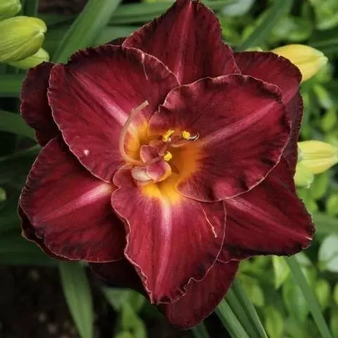 Daylilies: çandin û lênêrîn li axa vekirî 4871_10