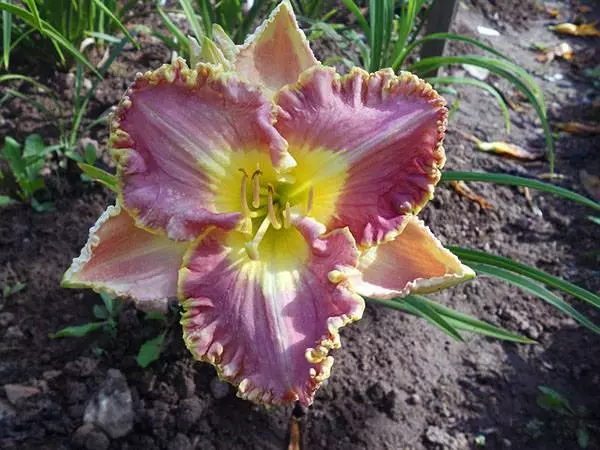 Daylilies: çandin û lênêrîn li axa vekirî 4871_11