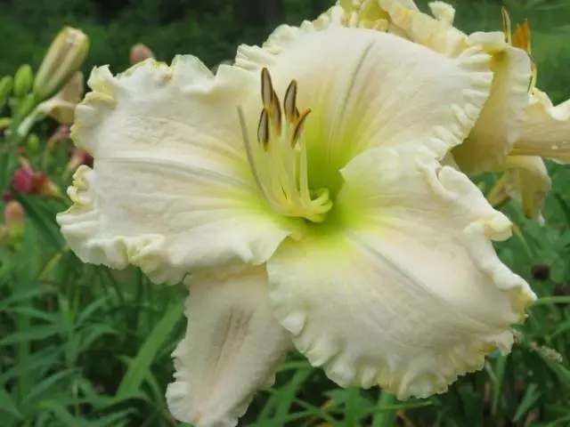 Daylilies: çandin û lênêrîn li axa vekirî 4871_12