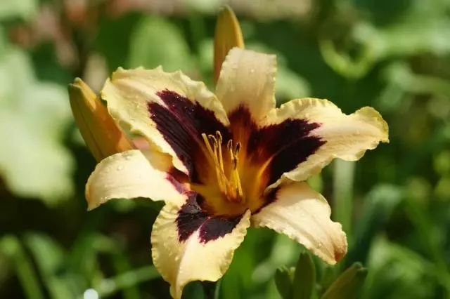 Daylilies: beeridda iyo daryeelka beerta bannaan 4871_14