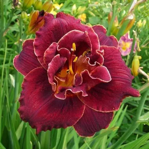 Daylilies: beeridda iyo daryeelka beerta bannaan 4871_17