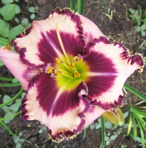 Daylilies: beeridda iyo daryeelka beerta bannaan 4871_18