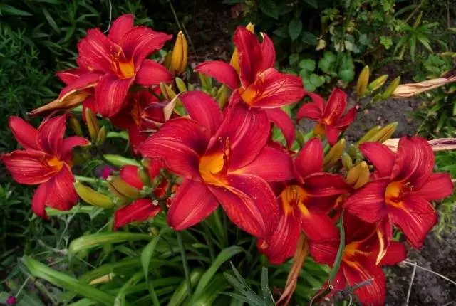 Daylilies: çandin û lênêrîn li axa vekirî 4871_2