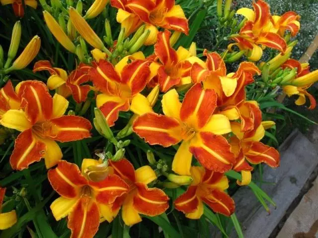 Daylilies: beeridda iyo daryeelka beerta bannaan 4871_21