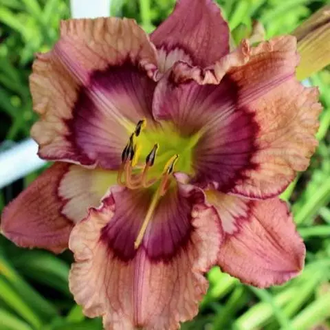 Daylilies: çandin û lênêrîn li axa vekirî 4871_22