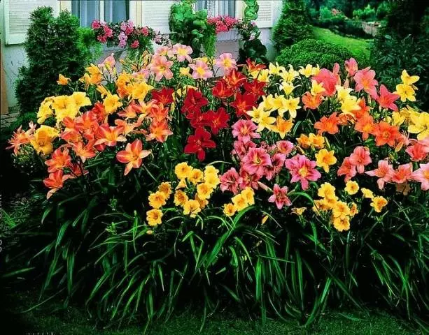 Daylilies: beeridda iyo daryeelka beerta bannaan 4871_23