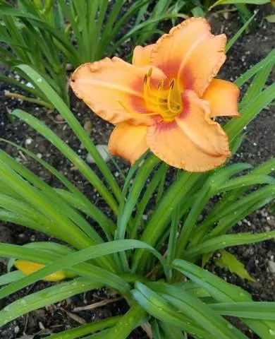 Daylilies: çandin û lênêrîn li axa vekirî 4871_24