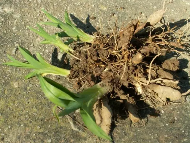 Daylilies: planting and care in the open field 4871_25