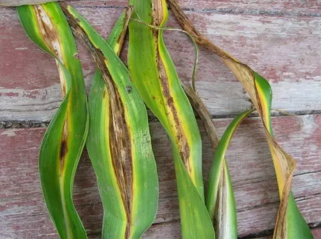 Daylilies: plantning og pleje i det åbne felt 4871_31