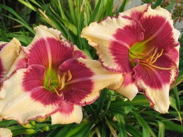 Daylilies: beeridda iyo daryeelka beerta bannaan 4871_37