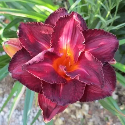 Daylilies: beeridda iyo daryeelka beerta bannaan 4871_41