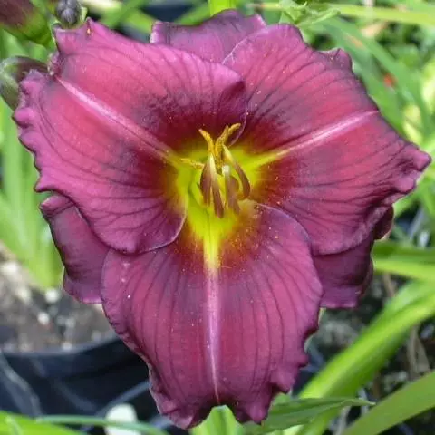 Daylilies: beeridda iyo daryeelka beerta bannaan 4871_43