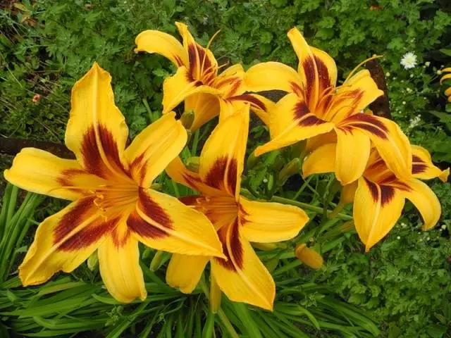 Daylilies: beeridda iyo daryeelka beerta bannaan 4871_5