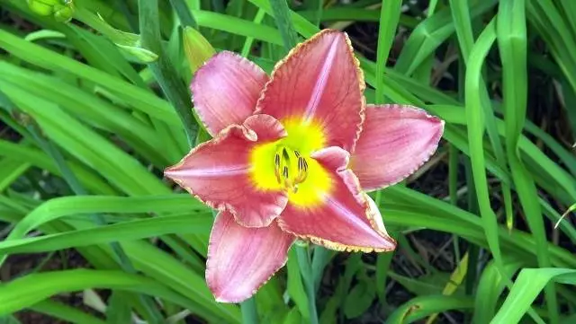 Daylilies: çandin û lênêrîn li axa vekirî 4871_6