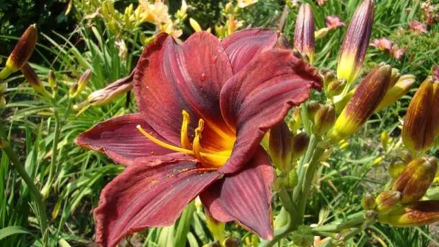 Daylilies: çandin û lênêrîn li axa vekirî 4871_7