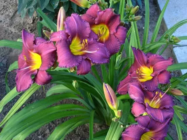 Daylilies: çandin û lênêrîn li axa vekirî 4871_8