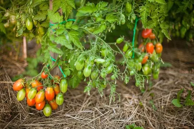 Undergrutte tomaten foar iepen grûn sûnder te knypjen 4934_3