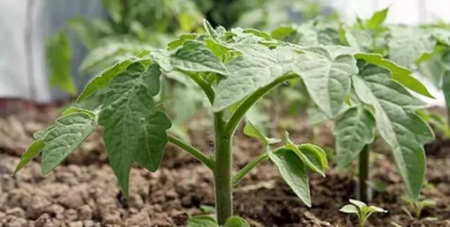 Tomato Danko: karakterizaĵoj kaj priskribo de la vario 4935_10