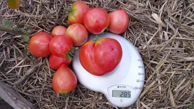 Tomato Danko: karakterizaĵoj kaj priskribo de la vario 4935_12