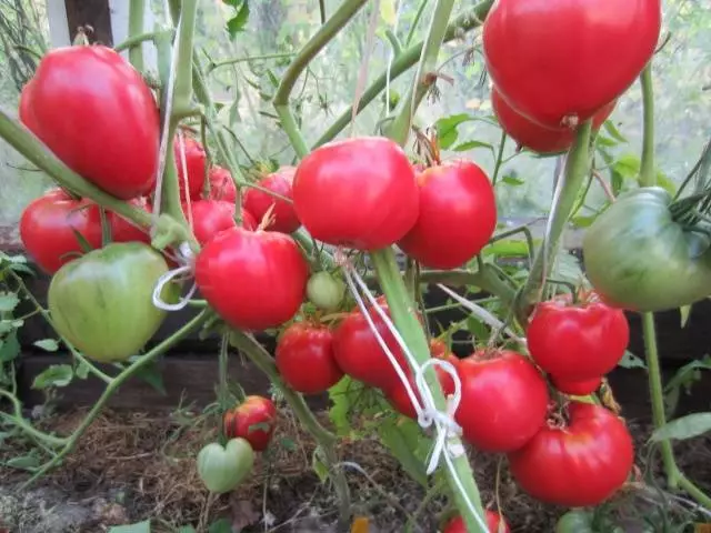 Tomato Danko: karakterizaĵoj kaj priskribo de la vario 4935_2