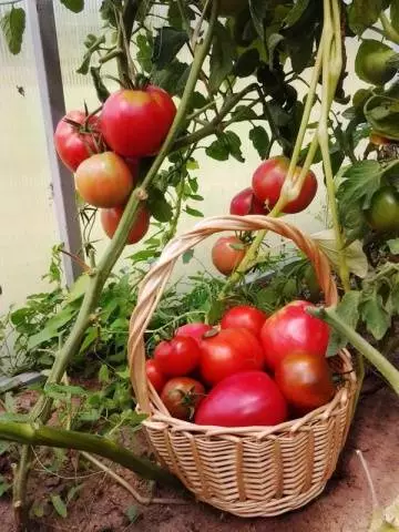 Tomate Danko: Eigenschaften und Beschreibung der Sorte 4935_25