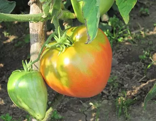 Tomate Danko: Eigenschaften und Beschreibung der Sorte 4935_4